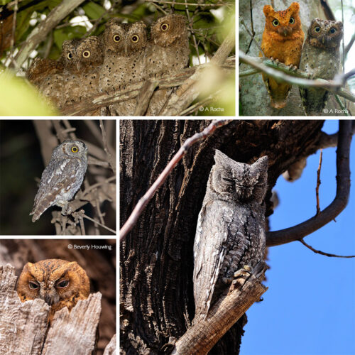 The miniature owls of Africa - Africa Geographic