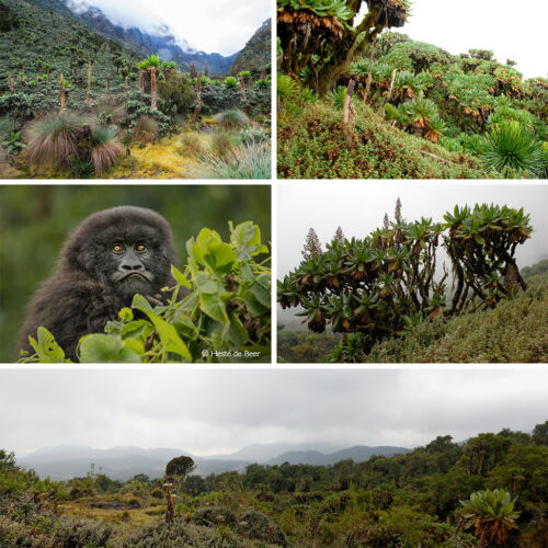 Virunga National Park - Africa Geographic