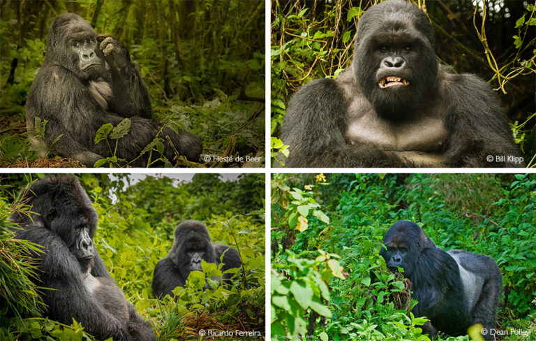 Virunga National Park - Africa Geographic