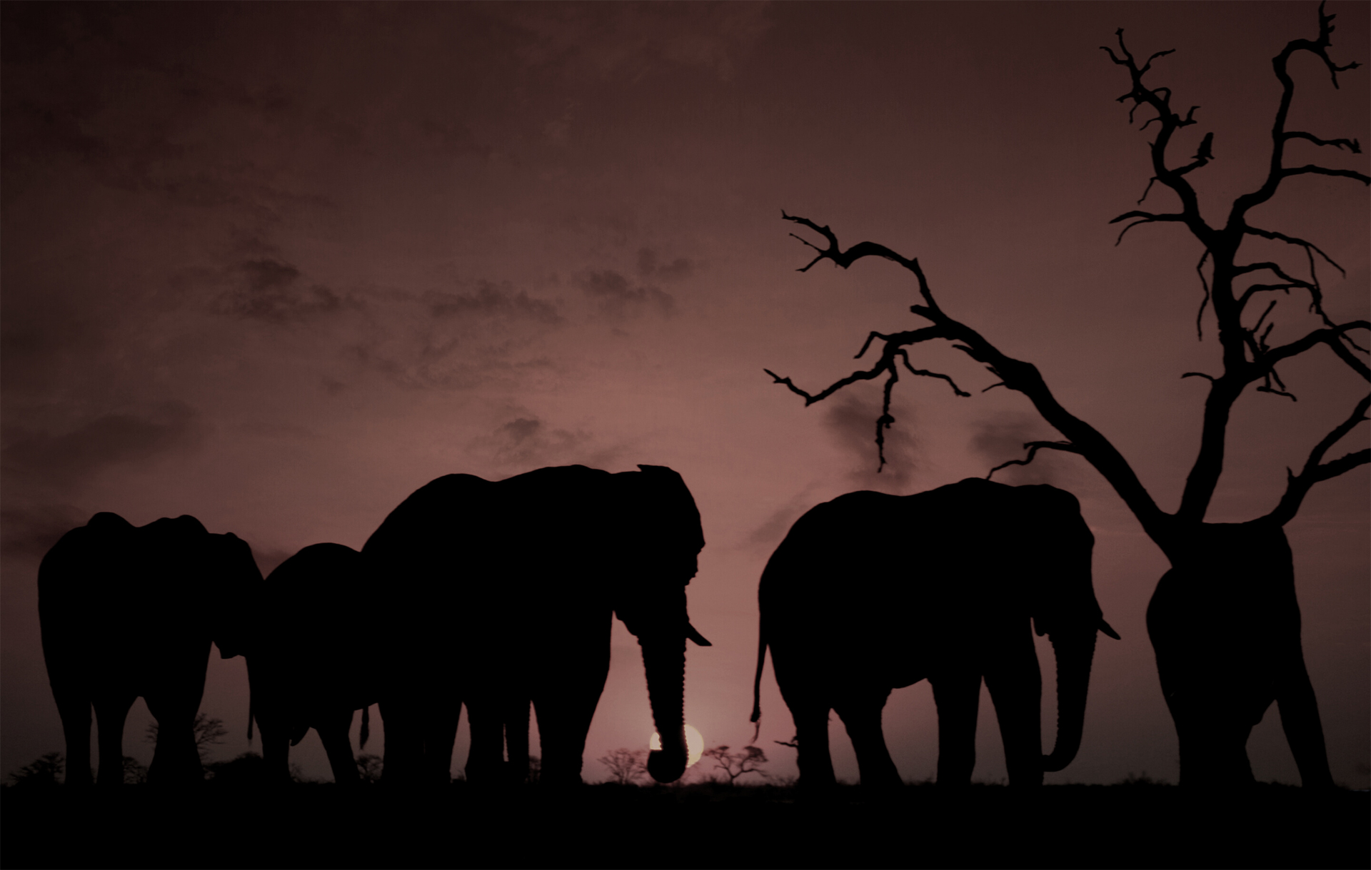 Elephants that creep in the dark – how elephants distinguish between ...