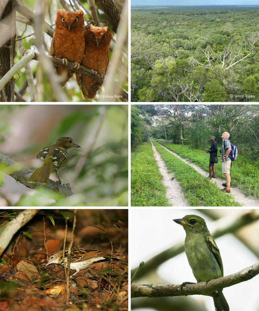 Arabuko-Sokoke Forest - Africa Geographic