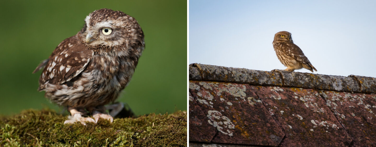 The miniature owls of Africa - Africa Geographic