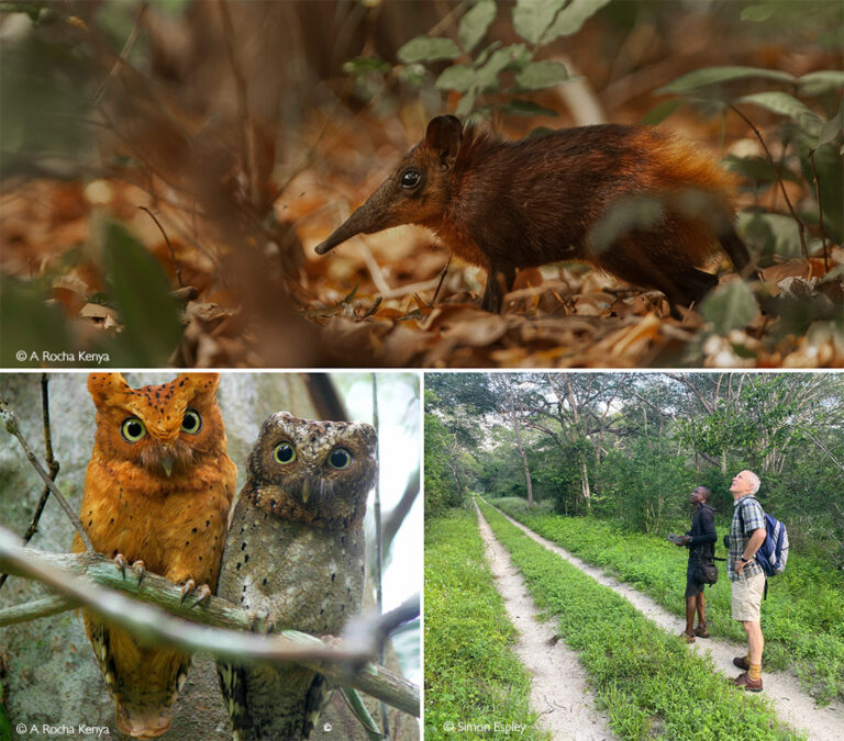 Forest Whisperers - Africa Geographic
