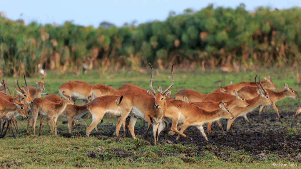 Kafue National Park - Africa Geographic