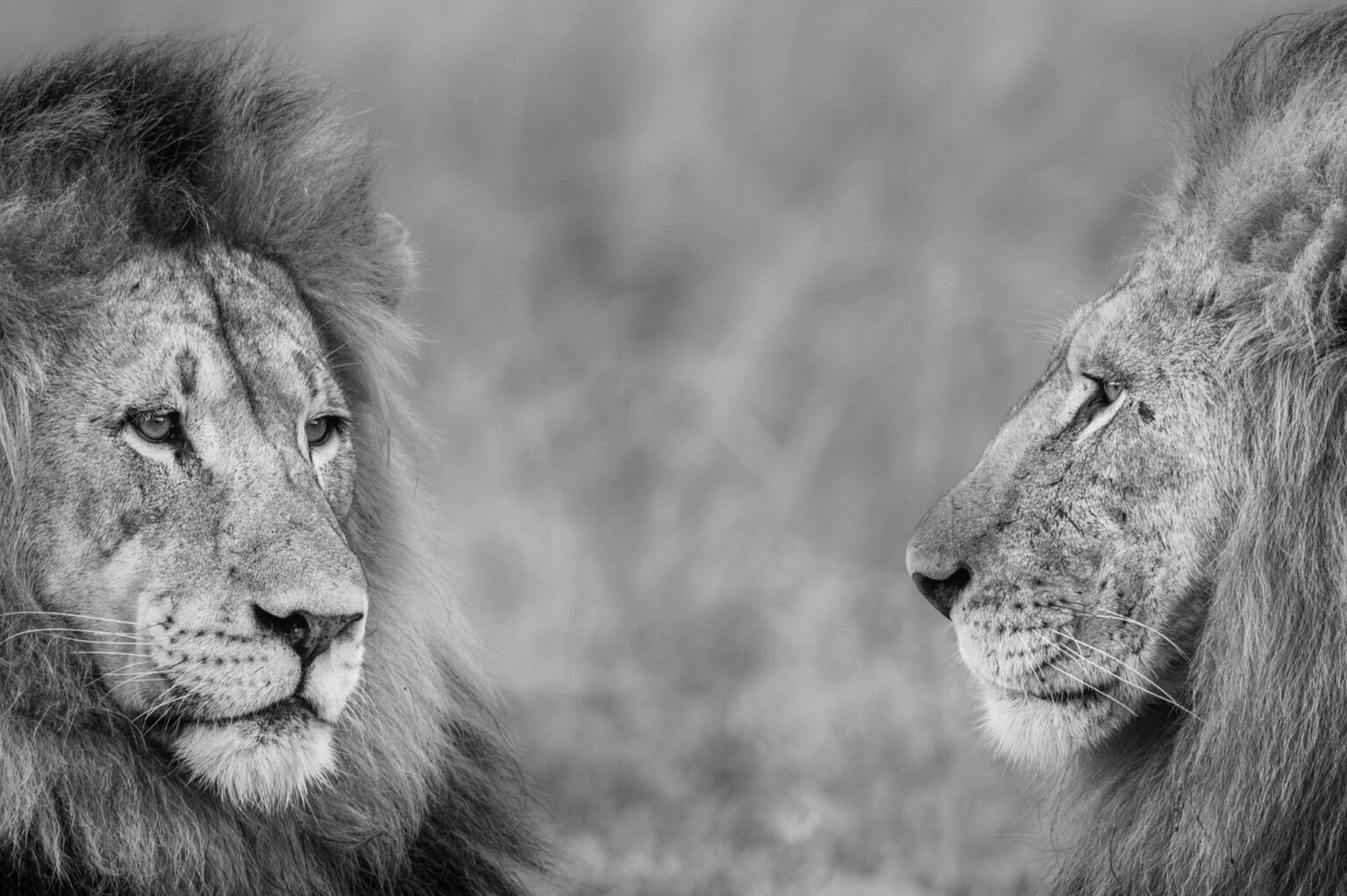 Lion trophy hunting - we interview Craig Packer - Africa Geographic