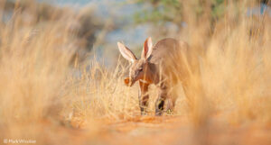 Aardvark - Africa Geographic