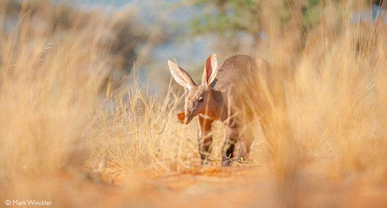 Aardvark - Africa Geographic