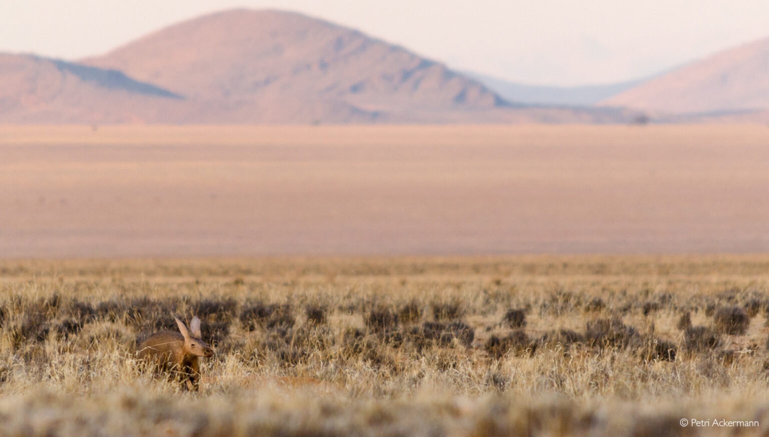 Aardvark - Africa Geographic