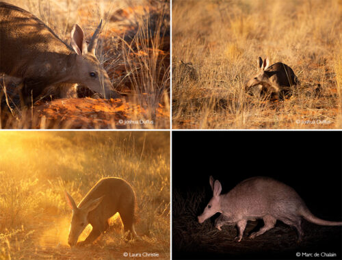 Aardvark - Africa Geographic