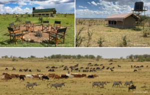 Visit Oltepesi Tented Safari Camp in the Maasai Mara