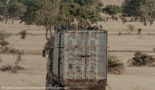 West African giraffe conservation success in Niger after daring ...