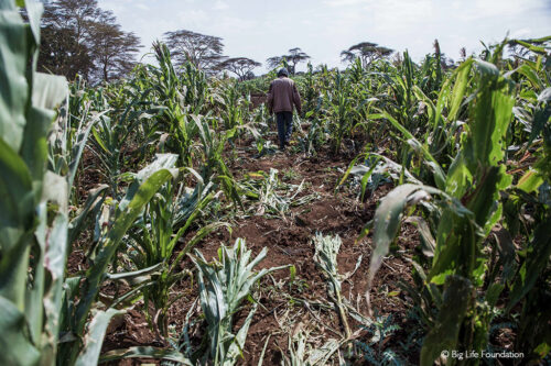 Maasai, maize and mammoths - human-elephant conflict in the Amboseli ...