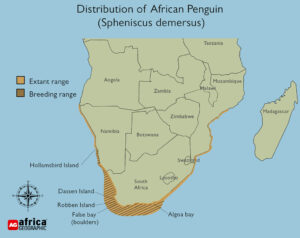 African penguin - Africa Geographic