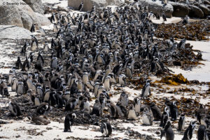 African penguin - Africa Geographic