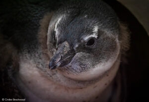 African penguin - Africa Geographic