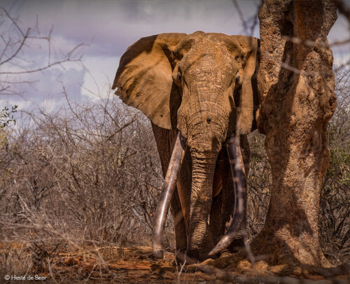 Iconic Tsavo super tusker Lugard dies - Africa Geographic