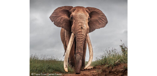 Iconic Tsavo super tusker Lugard dies - Africa Geographic