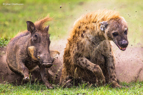 Warthog - Africa Geographic