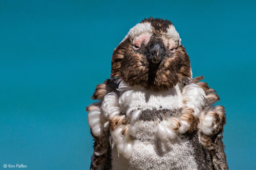 African penguin - Africa Geographic