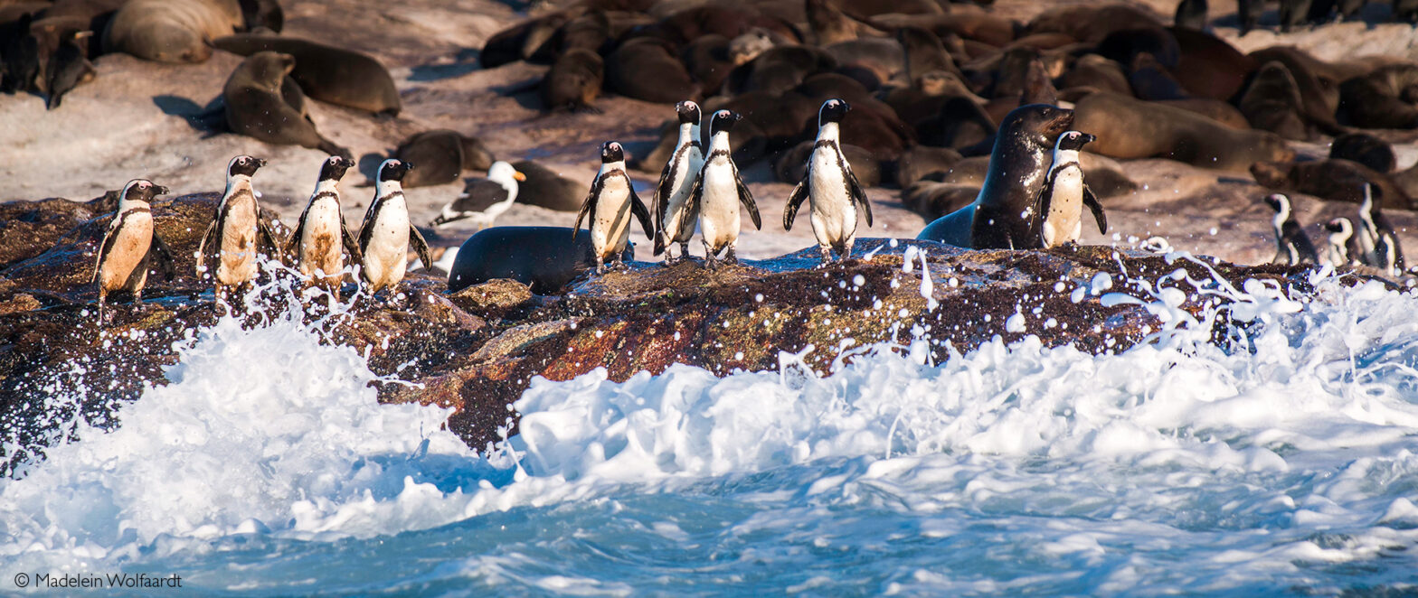 African penguin - Africa Geographic