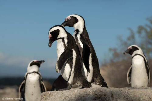 African penguin - Africa Geographic