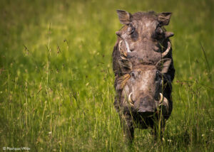 Warthog - Africa Geographic