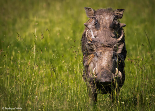 Warthog - Africa Geographic