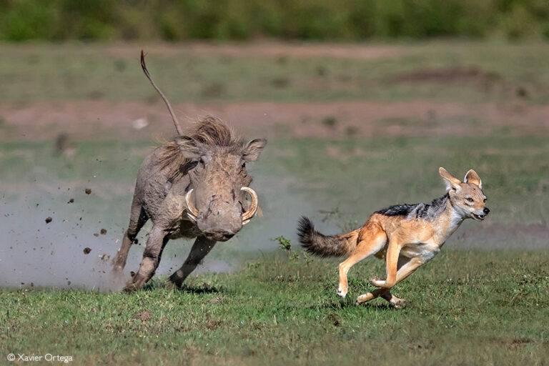 Warthog - Africa Geographic