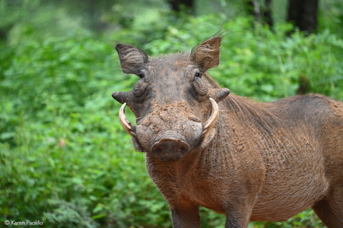 Warthog - Africa Geographic