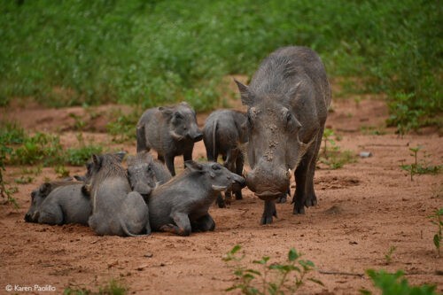 Warthog - Africa Geographic