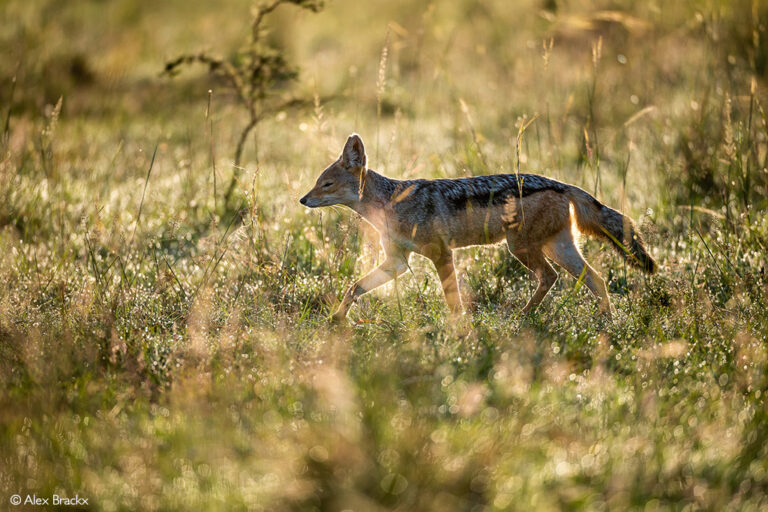Alex Brackx - 2022 Photographer of the Year - Africa Geographic