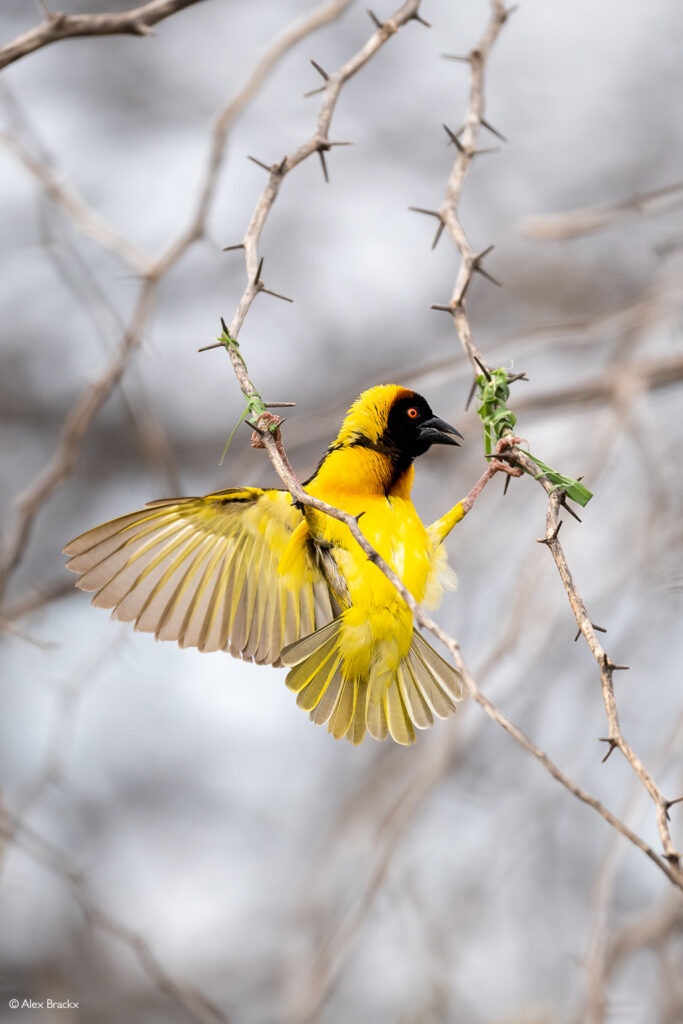 Alex Brackx - 2022 Photographer of the Year - Africa Geographic