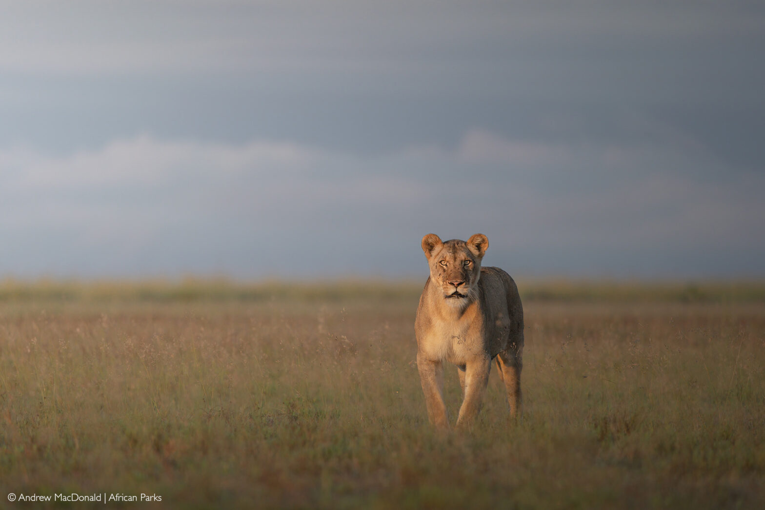Come on a Liuwa Plain safari with us