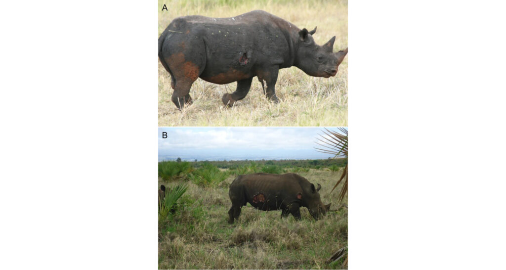 A wounded rhino or a parasitic worm? Filariasis explained - Africa ...