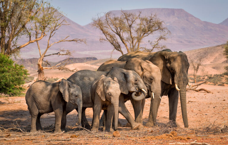 Putting elephants on the map – exploring connectivity in southern ...