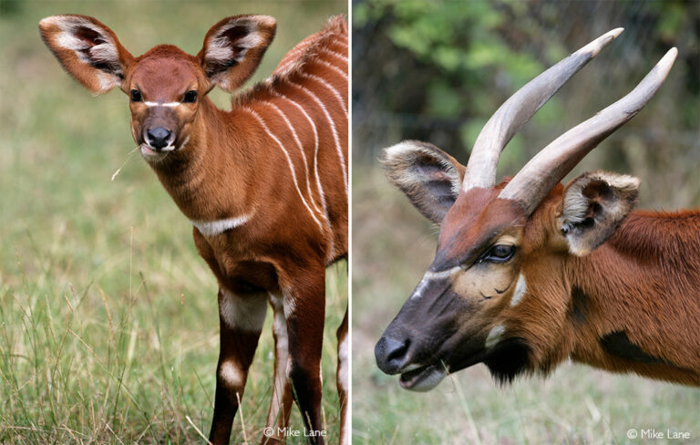The bongo - Africa Geographic