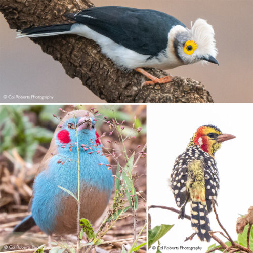 Come on a Uganda birding safari with us