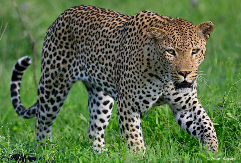 Spot the difference – do leopards inherit their patterns from their ...
