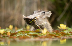 Warthog - Africa Geographic