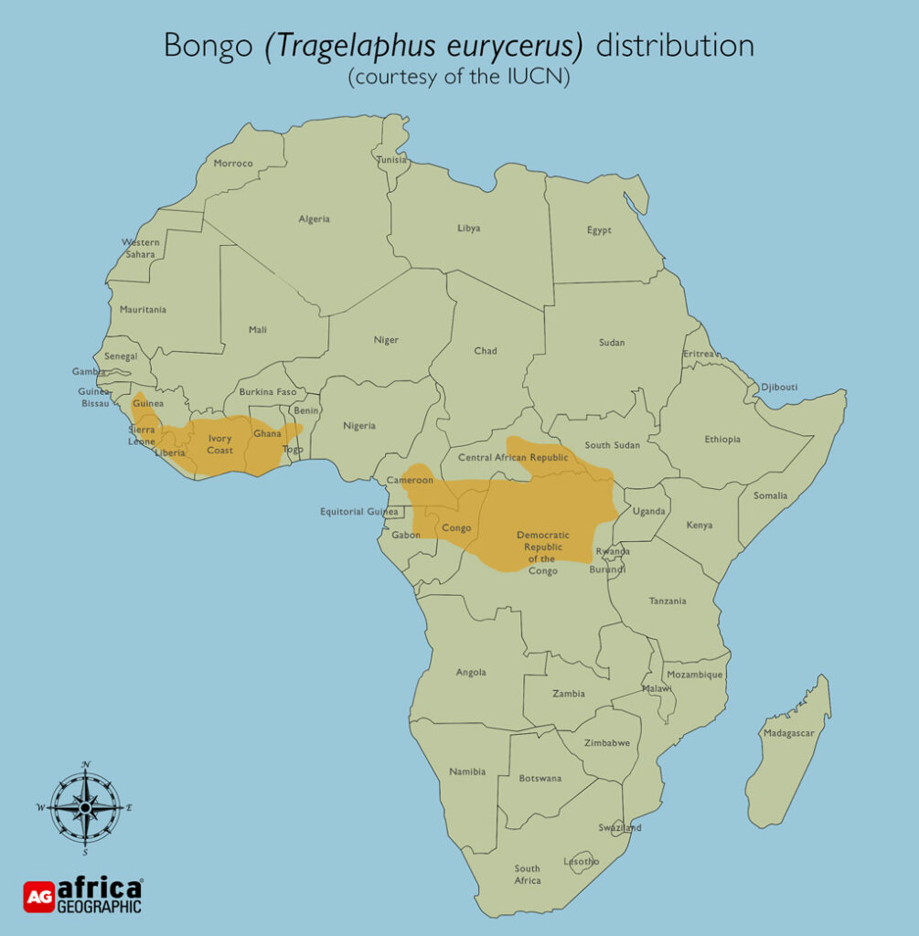 The bongo - Africa Geographic