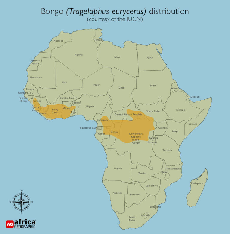 The bongo - Africa Geographic