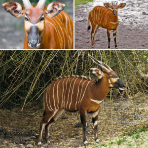 The bongo - Africa Geographic