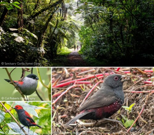 Uganda birding bonanza - Africa Geographic