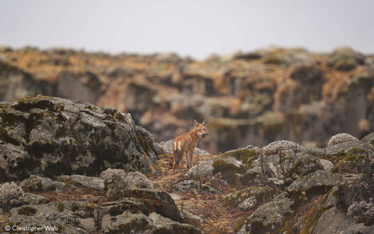 Ethiopian wolf - Africa Geographic