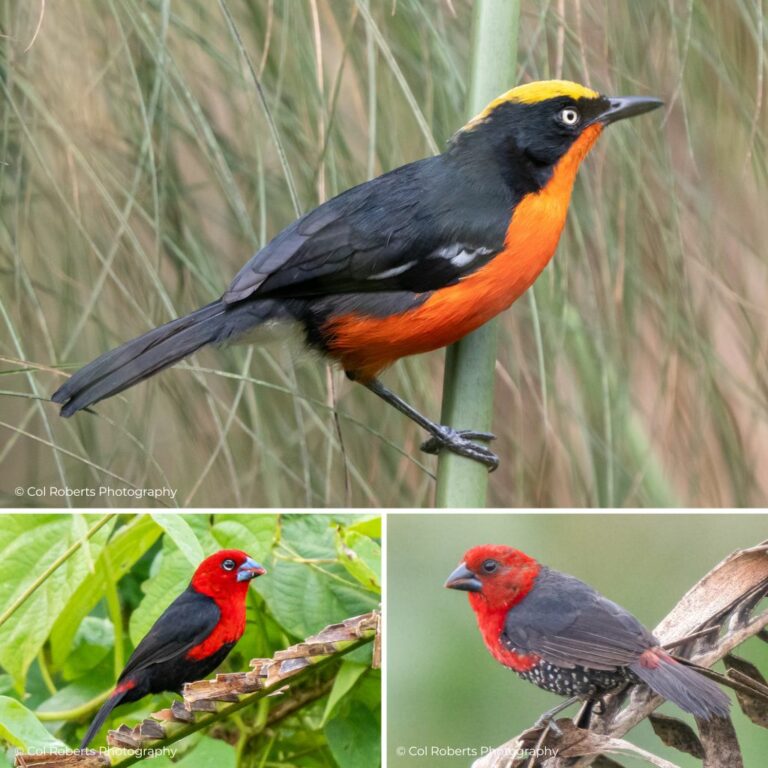 Uganda birding bonanza - Africa Geographic