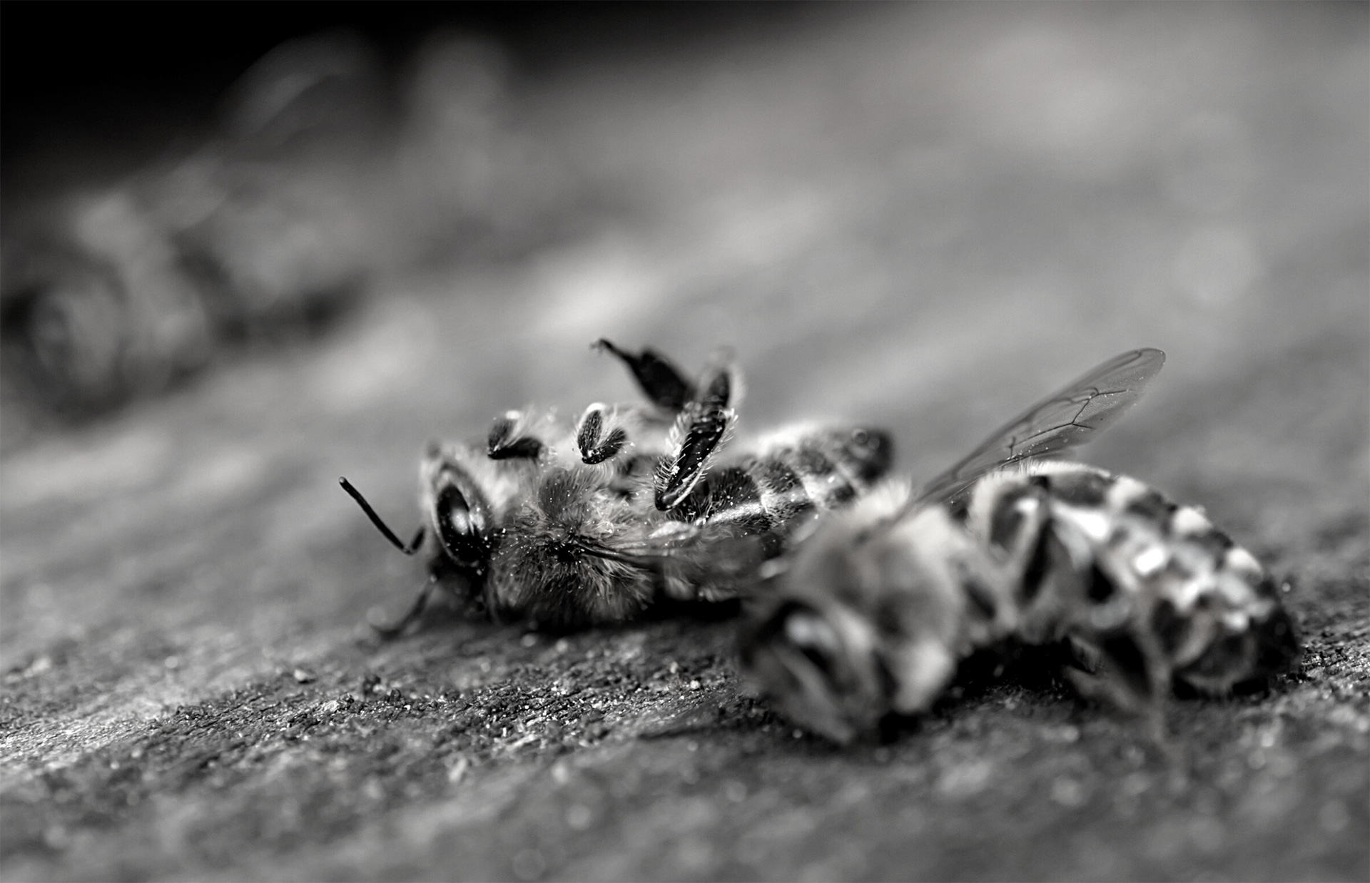 A second silent spring – the impending insect apocalypse - Africa ...