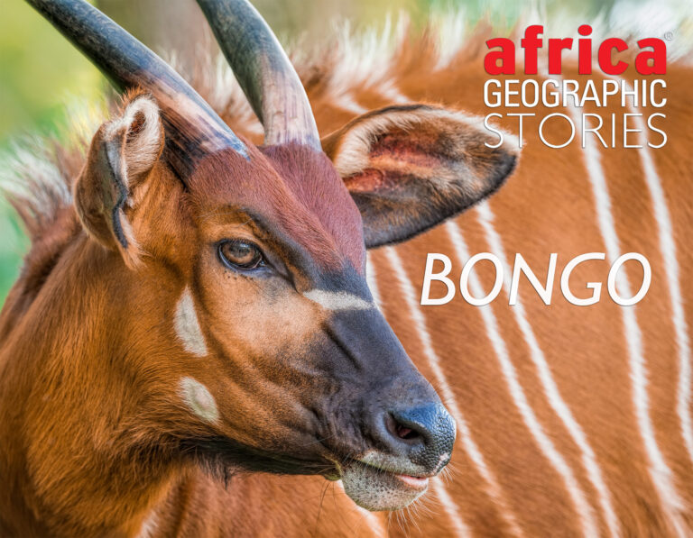 The bongo - Africa Geographic