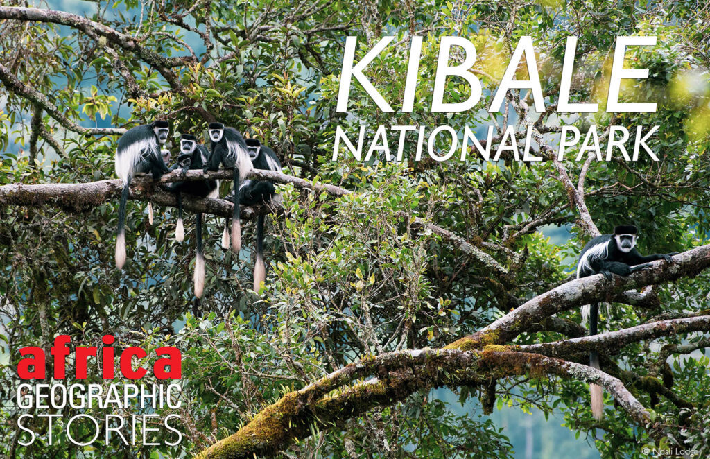 Come chimp trekking in Kibale National Park, Uganda