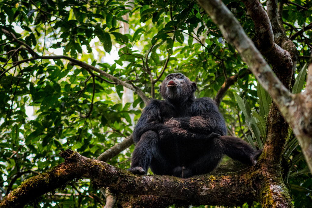 Come chimp trekking in Kibale National Park, Uganda