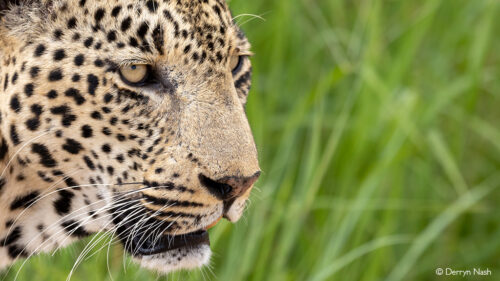 Spot the difference – do leopards inherit their patterns from their ...